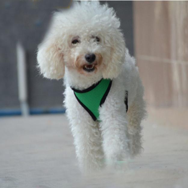 Dog - Buy Dog at Best Price in Myanmar | www.shop.com.mm